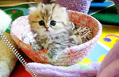 Nodding cat animals GIF - Find on GIFER