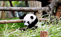 Panda afraid baby panda GIF - Find on GIFER