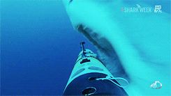 Animals sharks great white shark GIF - Find on GIFER