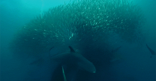 Animals nature sea GIF - Find on GIFER