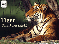 Wwf GIF - Find on GIFER