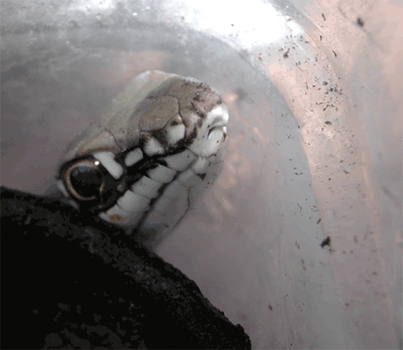 GIF snake - animated GIF on GIFER