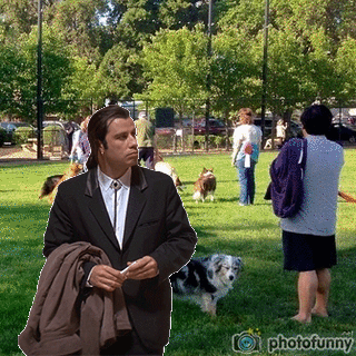 Shibe Intensifie Le Gif Shiba Max Shibenation GIF Shiba Max