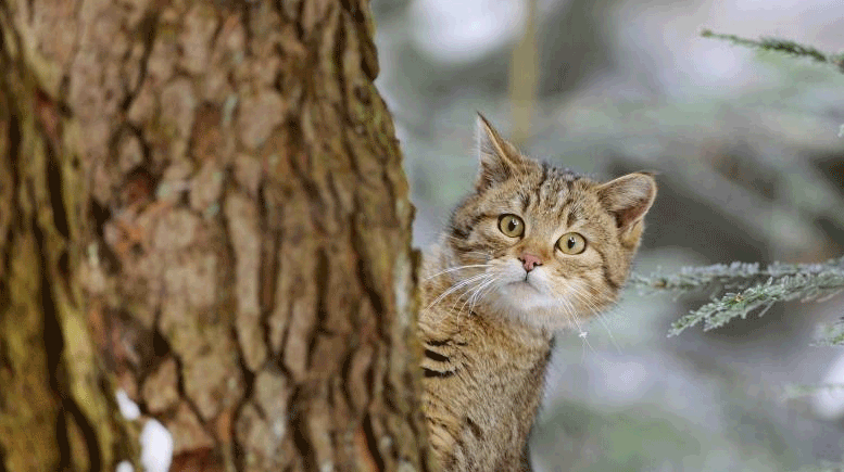 GIF television snl saturday night live - animated GIF on GIFER