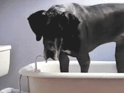 Dog animals calm GIF - Find on GIFER