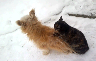 Funny cat GIF - Find on GIFER