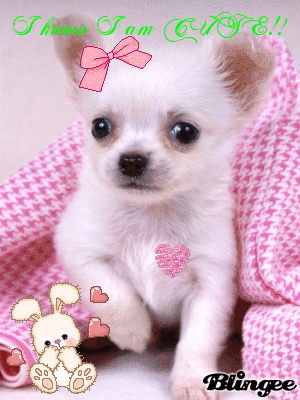 Chiots Mignons Gif Tumblr Le Chien De Vos Rêves Ou Celui De Votre Vie