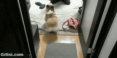 Dog walk GIF - Find on GIFER