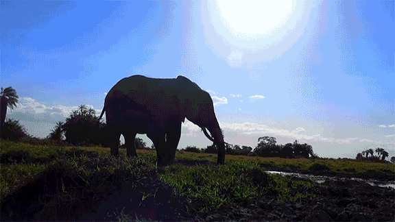 Cute animal animals nature GIF - Find on GIFER