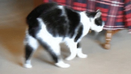 Chicken dance GIF - Find on GIFER