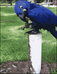 Birds smart GIF - Find on GIFER