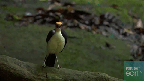 Hi hello dance GIF - Find on GIFER