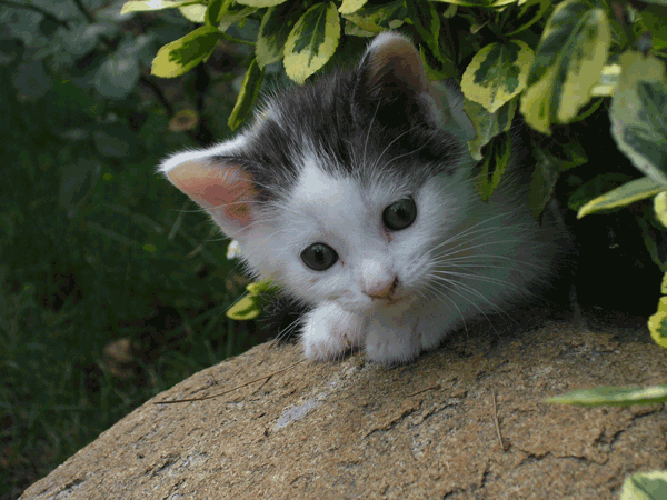 Sweet GIF - Find on GIFER