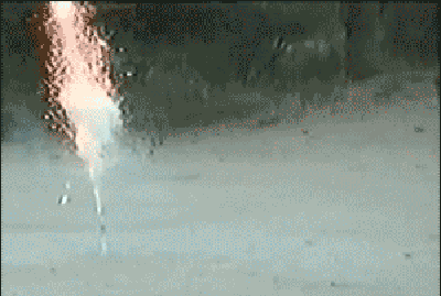 Dog firework GIF - Find on GIFER