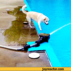 Pool fail jokes animation GIF - Find on GIFER