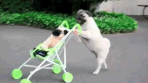 GIF pug dog - animated GIF on GIFER