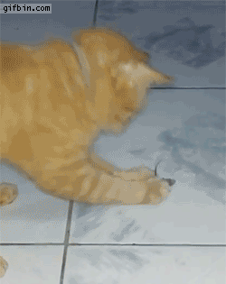 Mouse tricks GIF - Find on GIFER