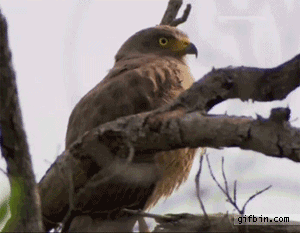 Geschockt GIF - Auf GIFER suchen
