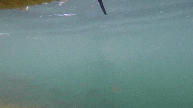 Shark attack GIF - Find on GIFER