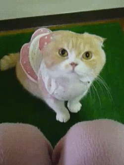 Cat animals et GIF - Find on GIFER