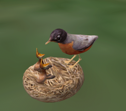 GIF bird - animated GIF on GIFER