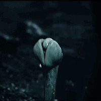 Snake GIF - Find on GIFER