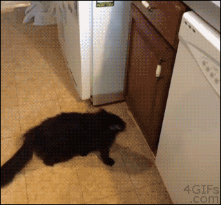Cat smart GIF - Find on GIFER