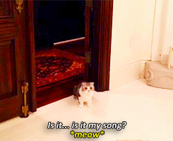 Cat animals nodding GIF - Find on GIFER