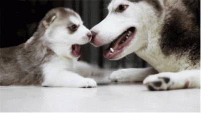 Chiots Mignons Gif Tumblr Le Chien De Vos Rêves Ou Celui De Votre Vie