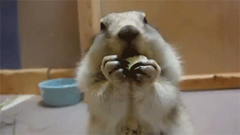 Video siz squirrel GIF - Find on GIFER