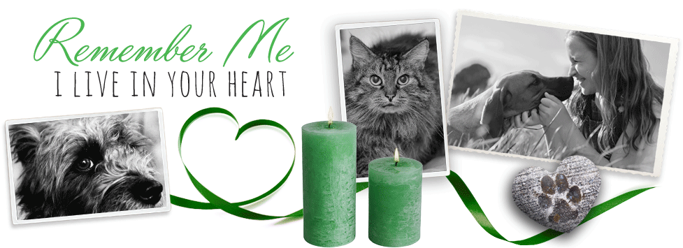 Rescue animals GIF - Find on GIFER