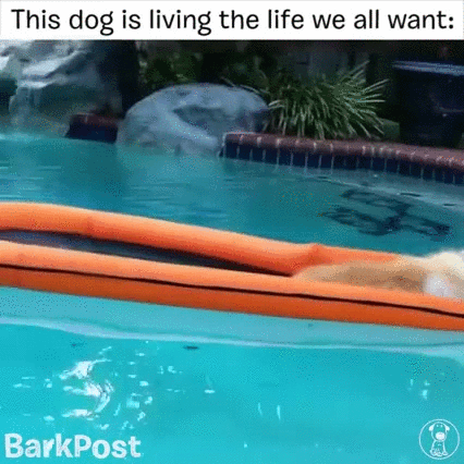 Cows Exploding Gif - All About Cow Photos