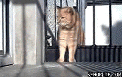 Cat fat GIF - Find on GIFER