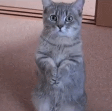 GIF cat begforever - animated GIF on GIFER