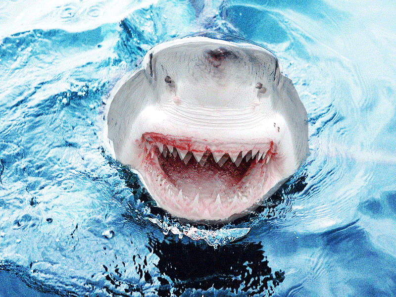 Shark art animals GIF - Find on GIFER