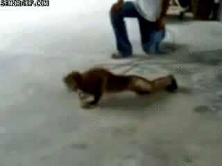 Monkey GIF - Find on GIFER