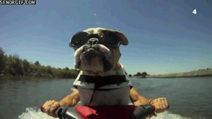 Cool winning dog GIF - Find on GIFER