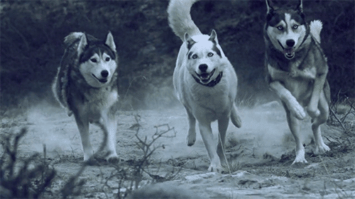 Happiness animals happy GIF - Find on GIFER