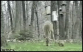 Squirrel GIF - Find on GIFER