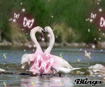 Schwarzer Schwan Gif El Cisne Negro Gif