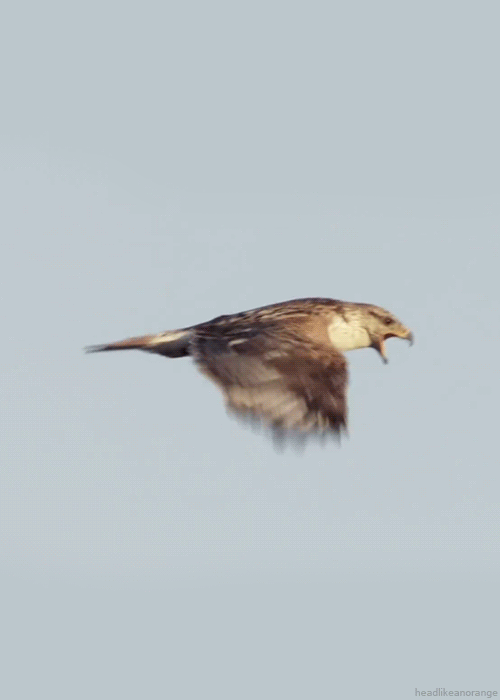 Birds animals GIF - Find on GIFER