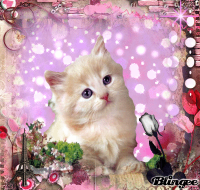 Kittens GIF - Find on GIFER