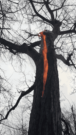 Tree GIF - Find on GIFER
