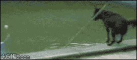 GIF dog smart - animated GIF on GIFER