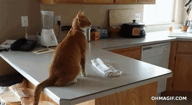 GIF falling cat fail - animated GIF on GIFER