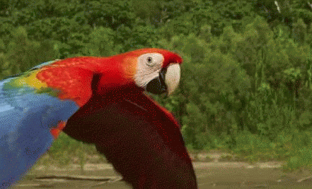 Bird GIF - Find on GIFER