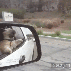 GIF dog first ride - animated GIF on GIFER