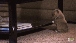 Chiots Mignons Gif Tumblr Le Chien De Vos Rêves Ou Celui De Votre Vie