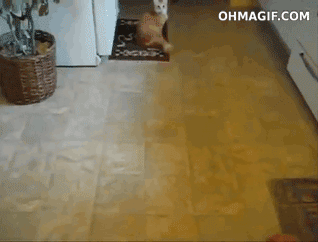 GIF cat card - animated GIF on GIFER