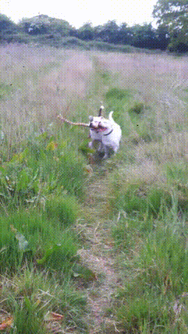 GIF brain creativity logic - animated GIF on GIFER - by Maugar